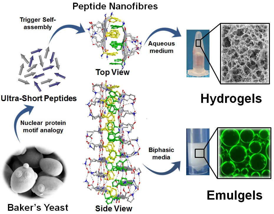 Peptide BioNanomaterials Group